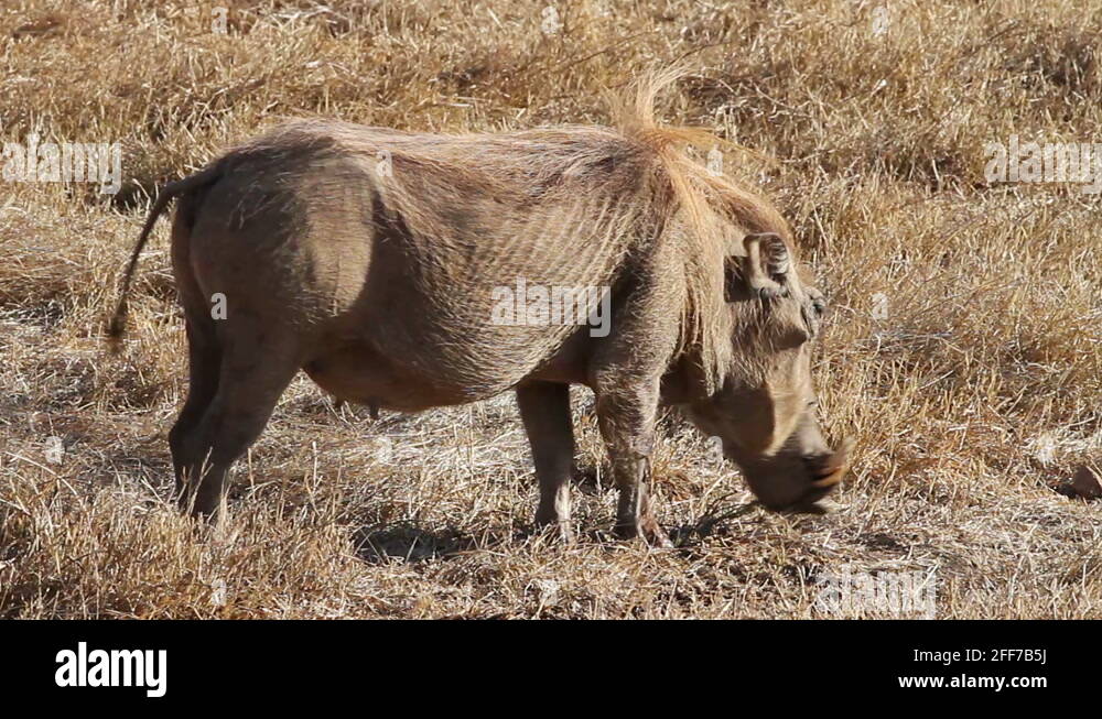 Wart hog eating grass Stock Videos & Footage - HD and 4K Video Clips ...