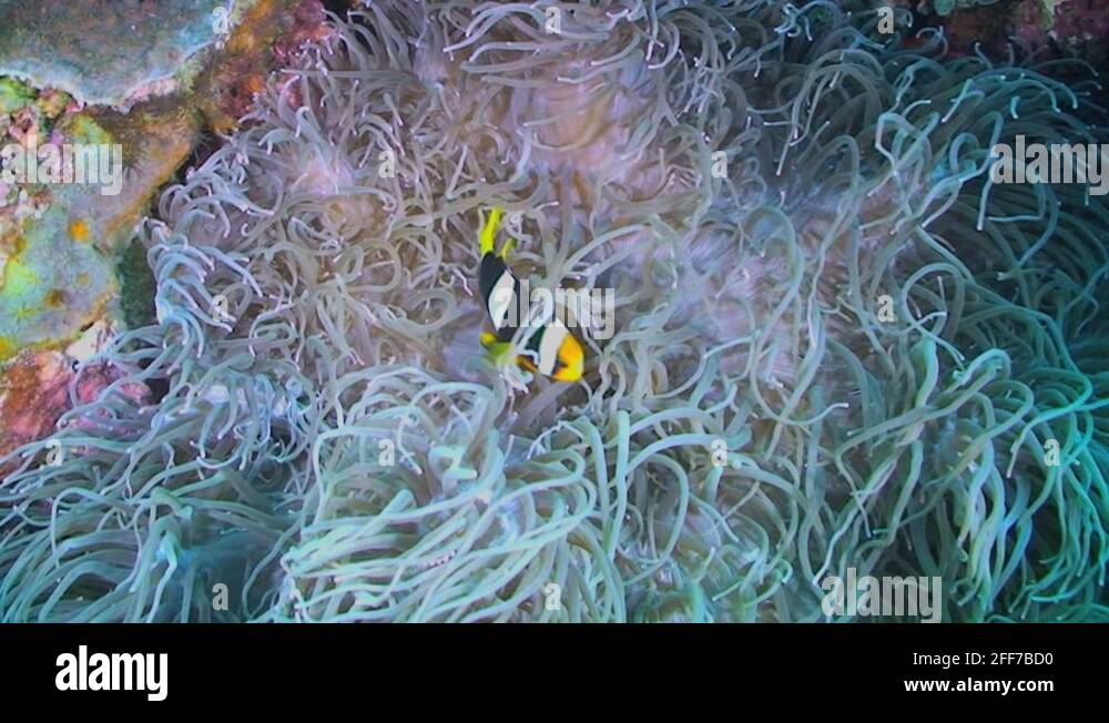 Corkscrew tentacle sea anemone Stock Videos & Footage - HD and 4K Video ...
