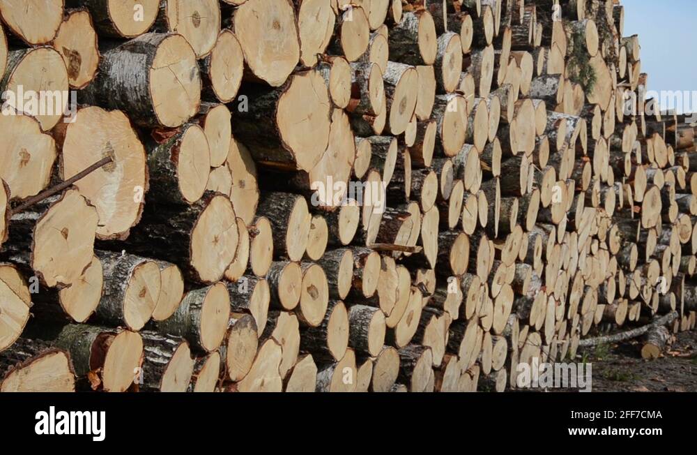 Truncated tree Stock Videos & Footage - HD and 4K Video Clips - Alamy