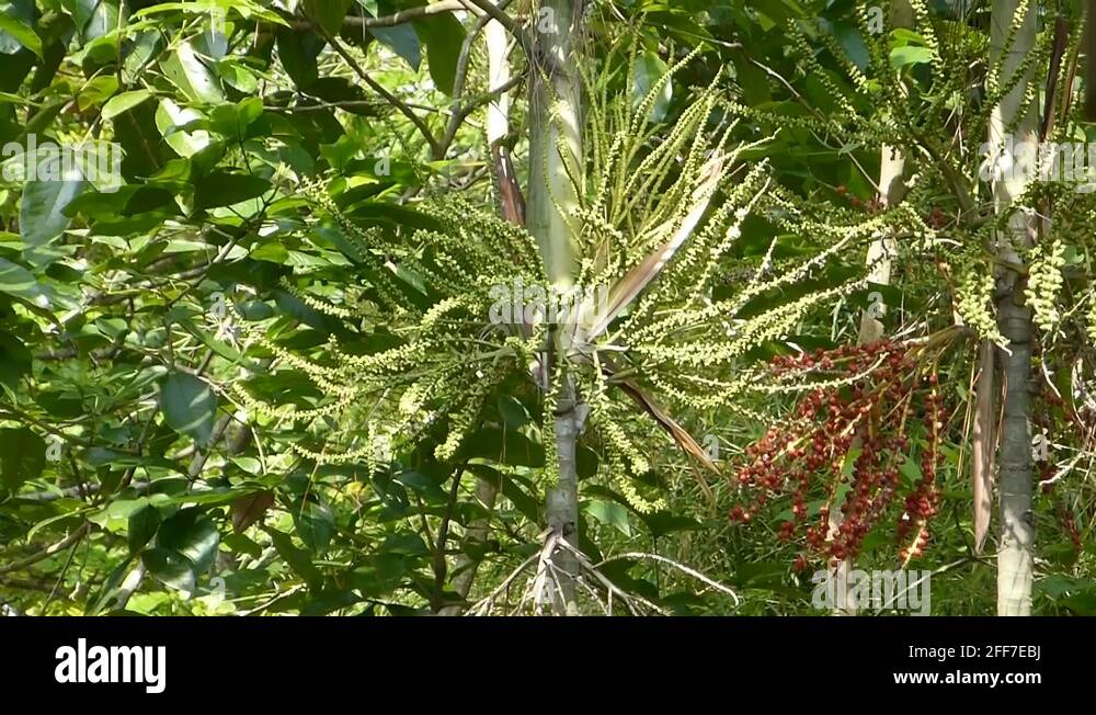Trees with very large seeds Stock Videos & Footage - HD and 4K Video ...