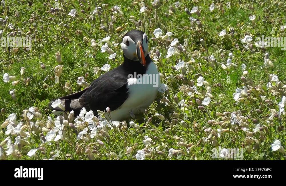 Puffin and flowers Stock Videos & Footage - HD and 4K Video Clips - Alamy