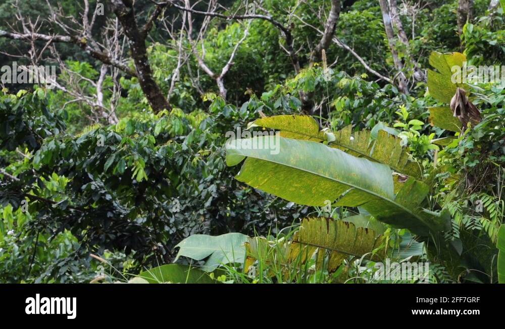 Rainforest rain forest puerto rico Stock Videos & Footage - HD and 4K ...