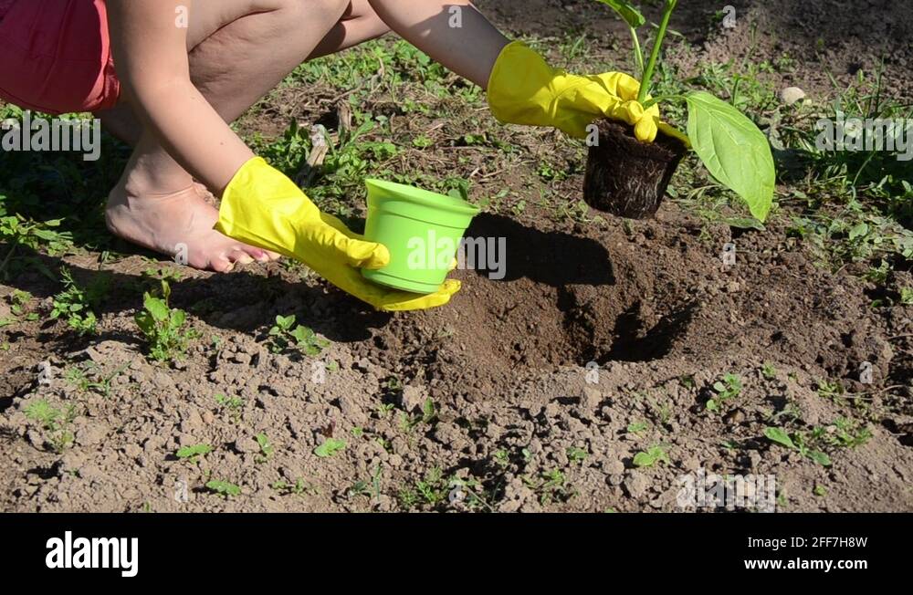 Soil stain Stock Videos & Footage - HD and 4K Video Clips - Alamy