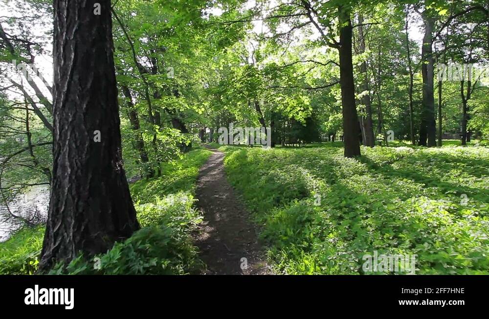 Forest way Stock Videos & Footage - HD and 4K Video Clips - Alamy