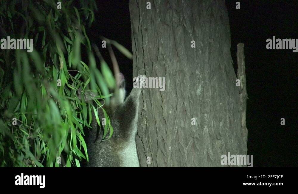 Possum australia tree Stock Videos & Footage - HD and 4K Video Clips ...