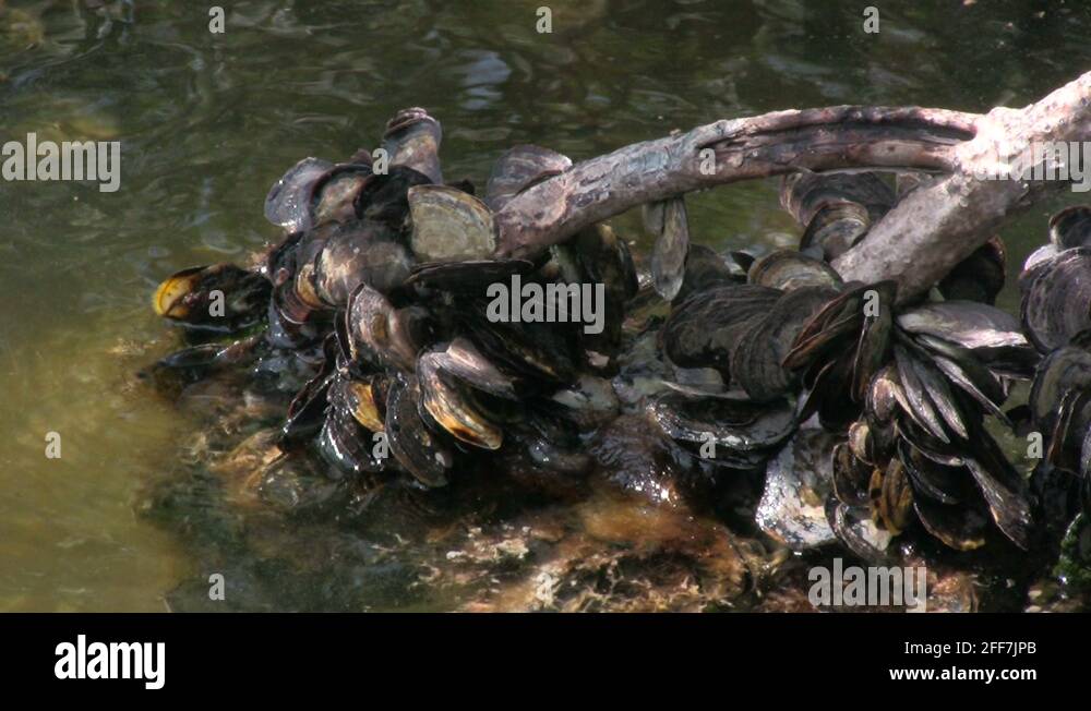 A shells Stock Videos & Footage - HD and 4K Video Clips - Alamy