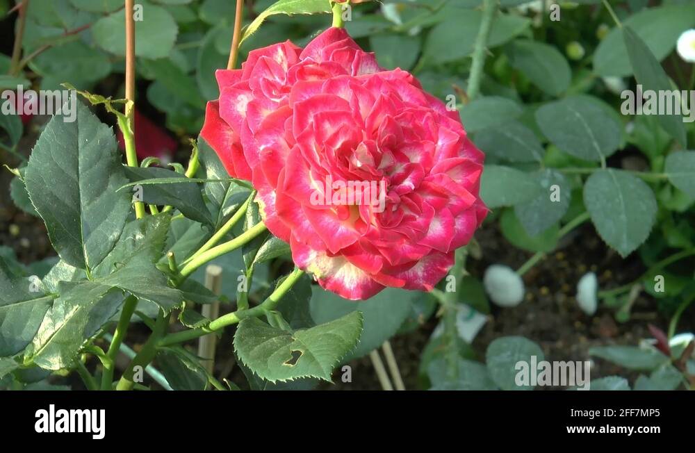 Red color roses Stock Videos & Footage - HD and 4K Video Clips - Alamy