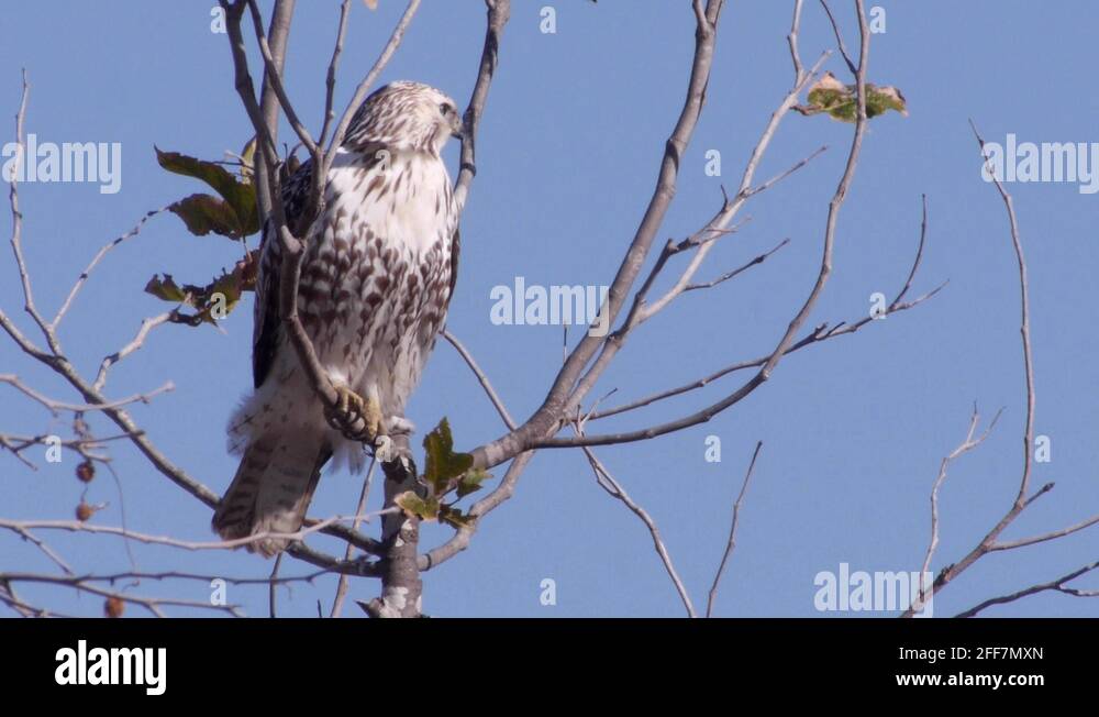 Harlan's hawk Stock Videos & Footage - HD and 4K Video Clips - Alamy