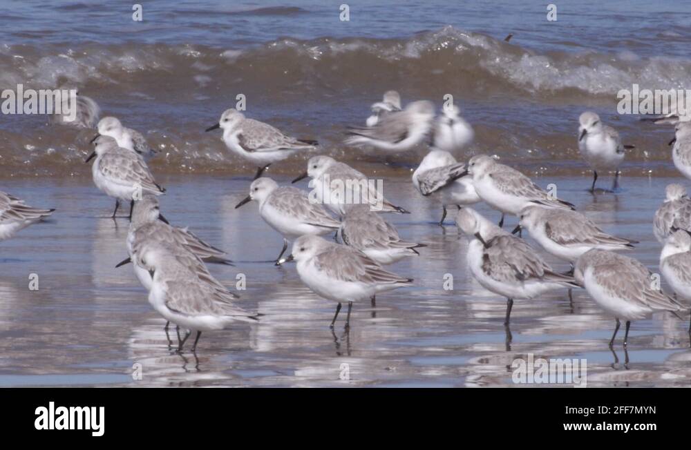 Sanderling Stock Videos & Footage - HD and 4K Video Clips - Alamy
