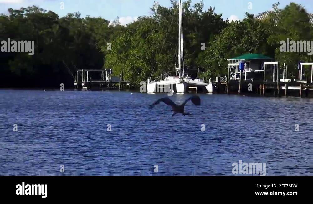 Wildlife flying bird Stock Videos & Footage - HD and 4K Video Clips - Alamy