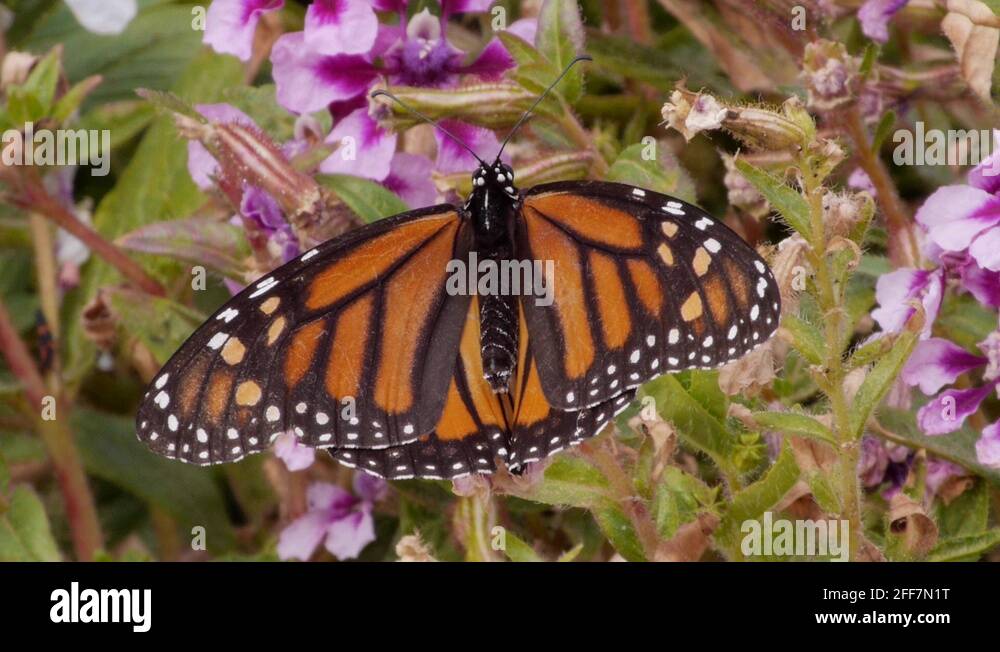 California anise swallowtail butterfly Stock Videos & Footage - HD and ...