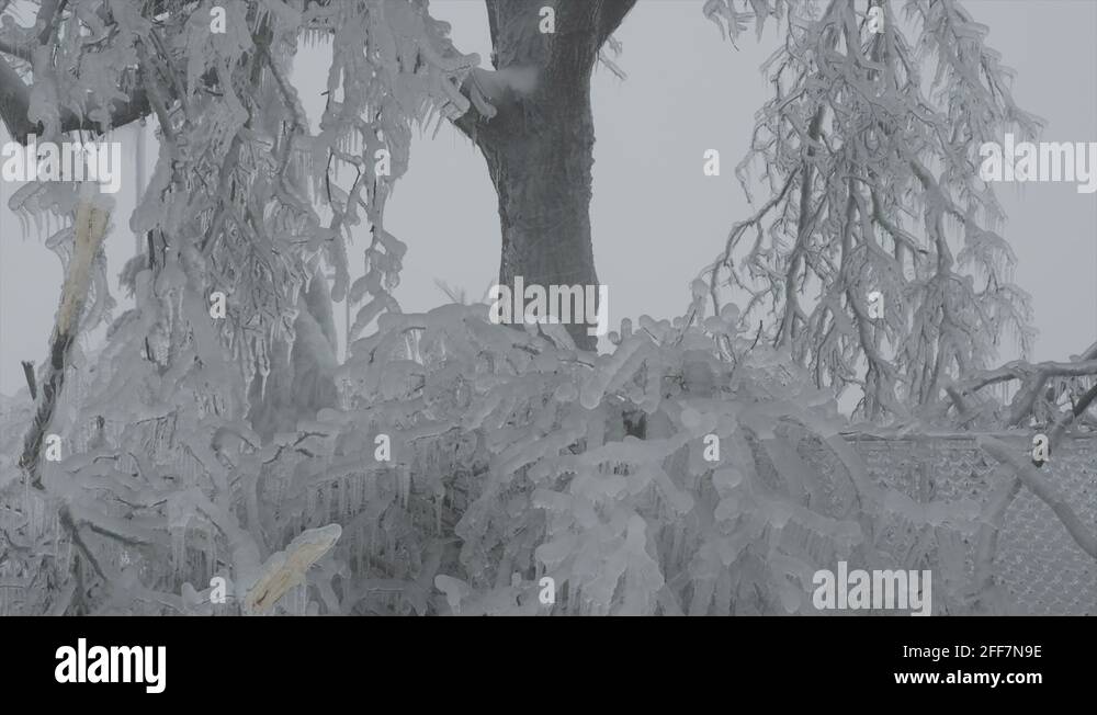 Frozen broken tree Stock Videos & Footage - HD and 4K Video Clips - Alamy