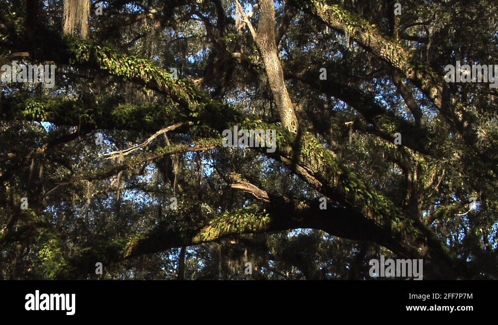 Angle oak tree Stock Videos & Footage - HD and 4K Video Clips - Alamy
