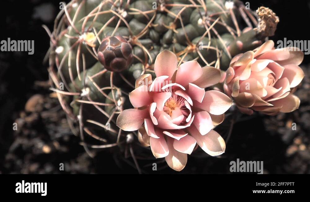 Flower opening Stock Videos & Footage - HD and 4K Video Clips - Alamy