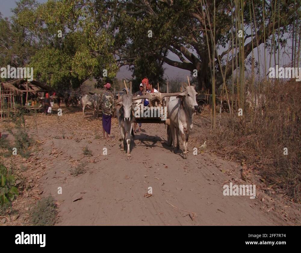 Southeast asia myanmar burma transportation ox cart Stock Videos ...