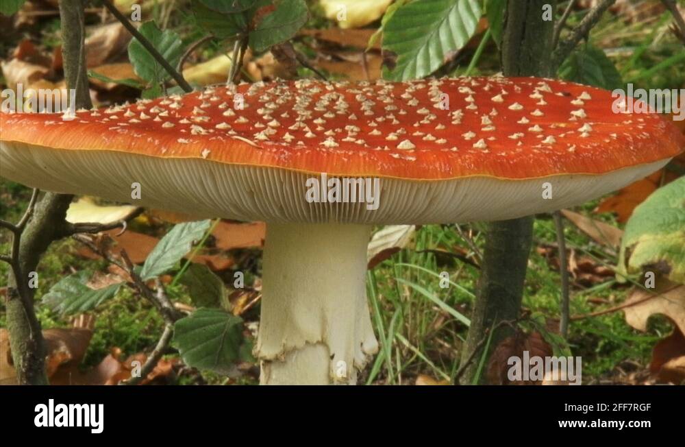 Muscarine Stock Videos & Footage - HD and 4K Video Clips - Alamy