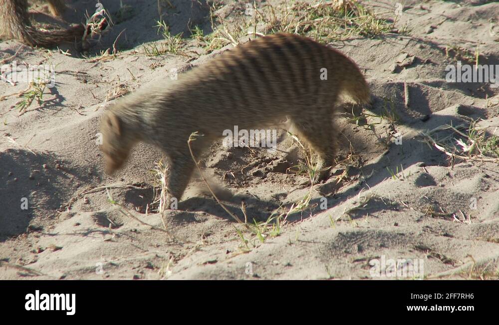 Mongoose pack Stock Videos & Footage - HD and 4K Video Clips - Alamy