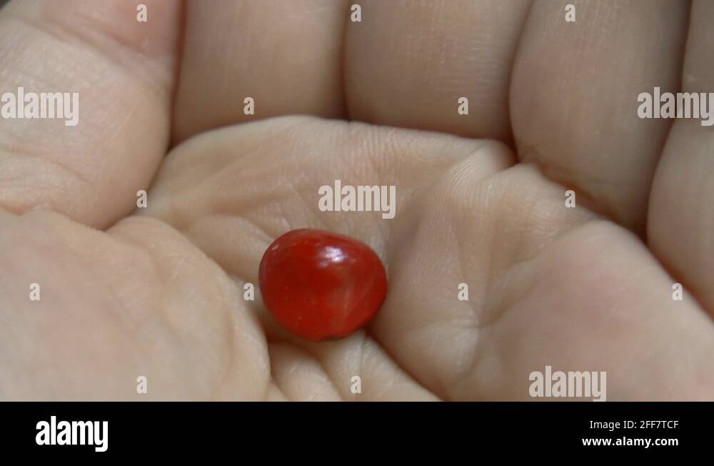 Saga seed tree Stock Videos & Footage - HD and 4K Video Clips - Alamy