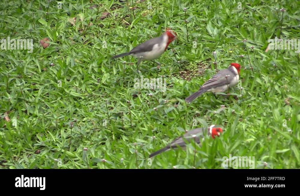 Cardinal family Stock Videos & Footage - HD and 4K Video Clips - Alamy