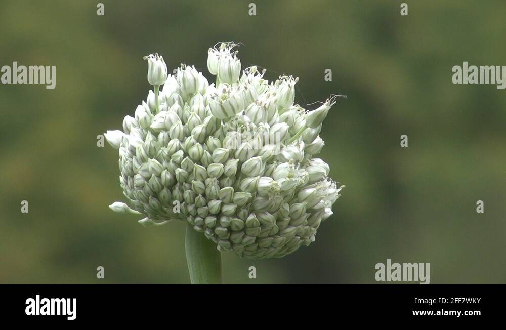 Onion seed flower Stock Videos & Footage - HD and 4K Video Clips - Alamy
