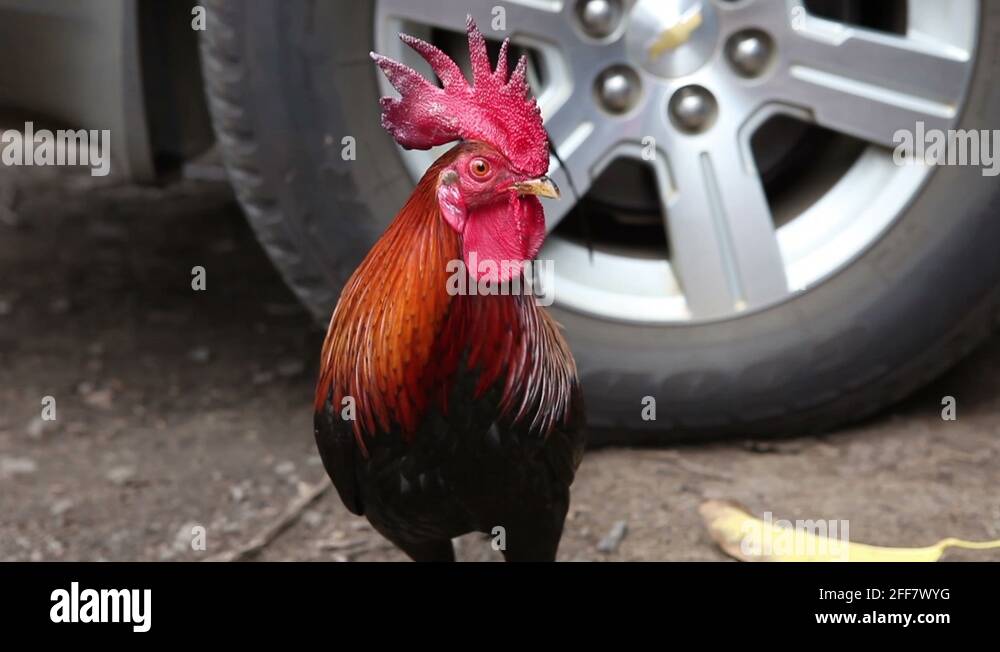 Sea rooster Stock Videos & Footage - HD and 4K Video Clips - Alamy