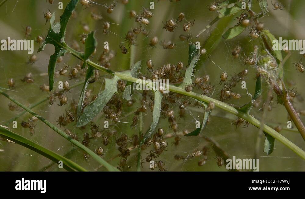 Eight spiders Stock Videos & Footage - HD and 4K Video Clips - Alamy