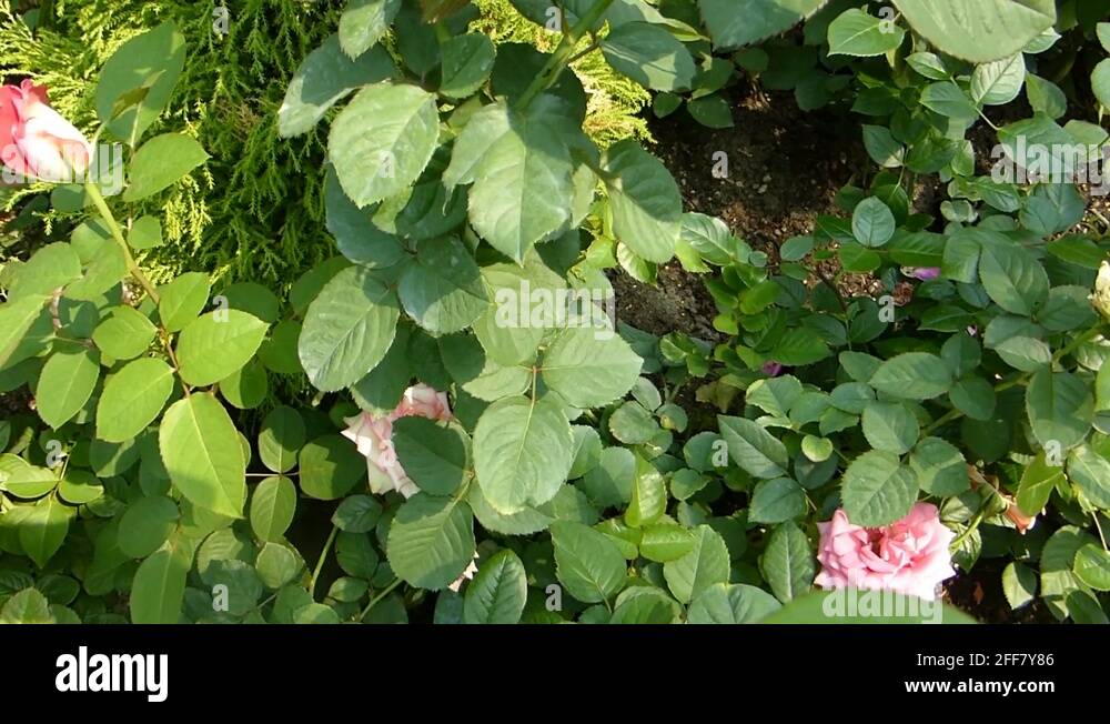 Tall rose Stock Videos & Footage - HD and 4K Video Clips - Alamy