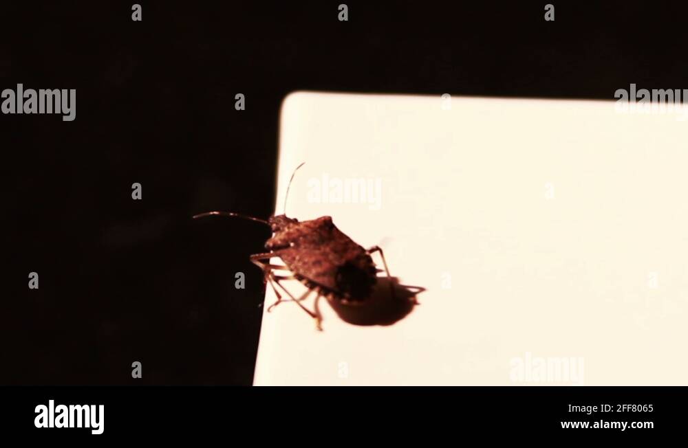 Chust bug Stock Videos & Footage - HD and 4K Video Clips - Alamy