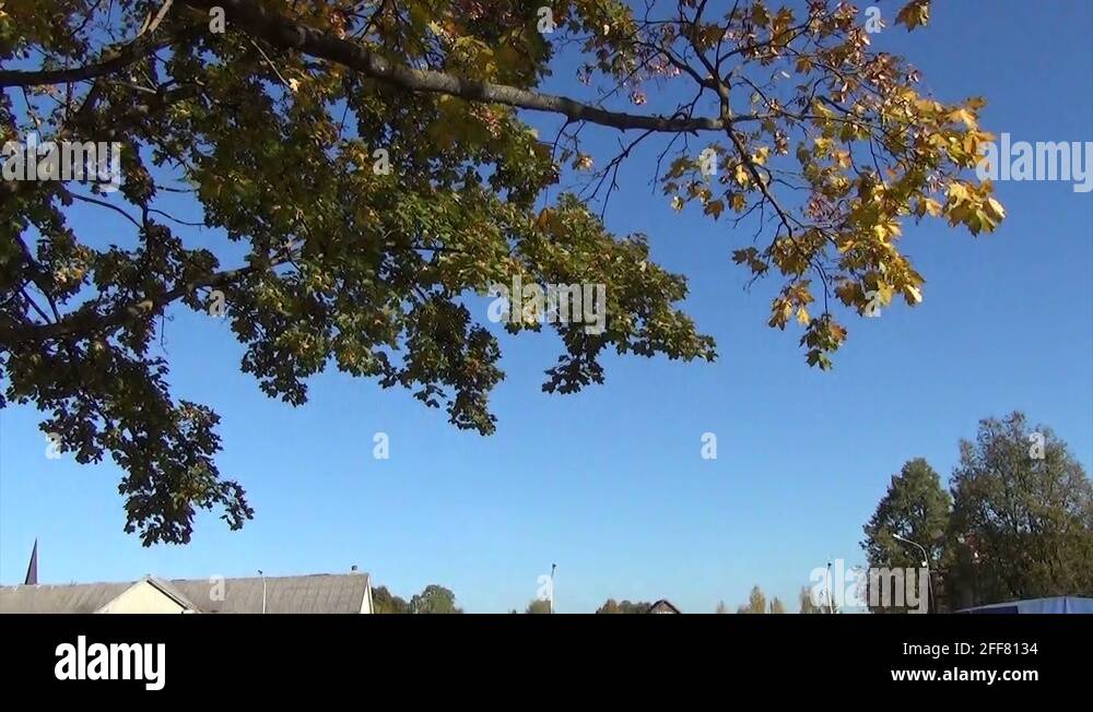 Broad yellow leaf Stock Videos & Footage - HD and 4K Video Clips - Alamy