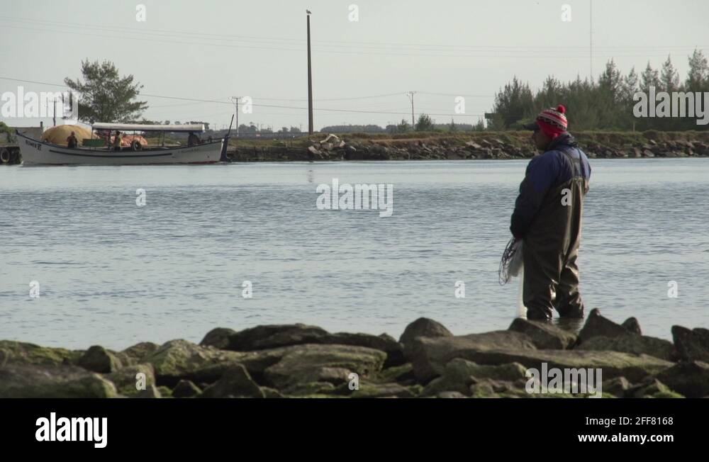 Dolphin stand Stock Videos & Footage - HD and 4K Video Clips - Alamy