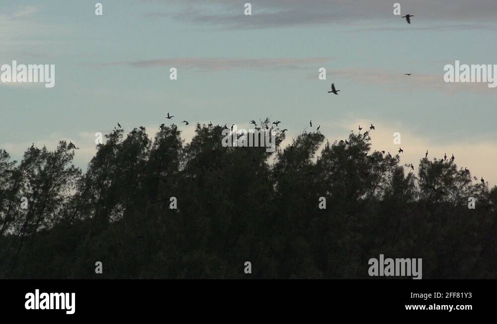 Laguna trees Stock Videos & Footage - HD and 4K Video Clips - Alamy