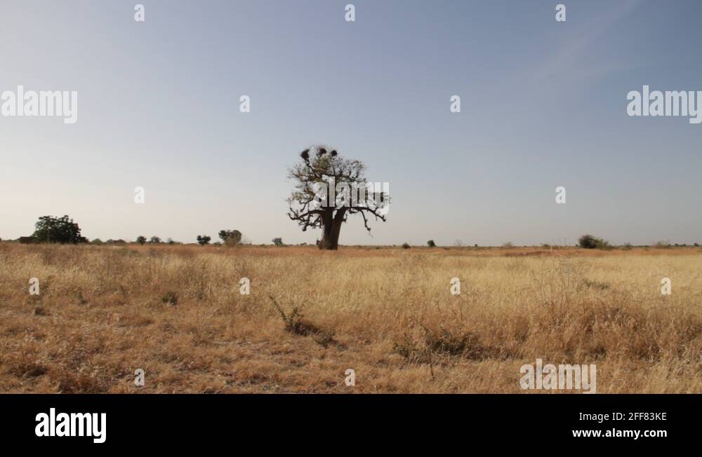 Baobab trees west africa Stock Videos & Footage - HD and 4K Video Clips ...