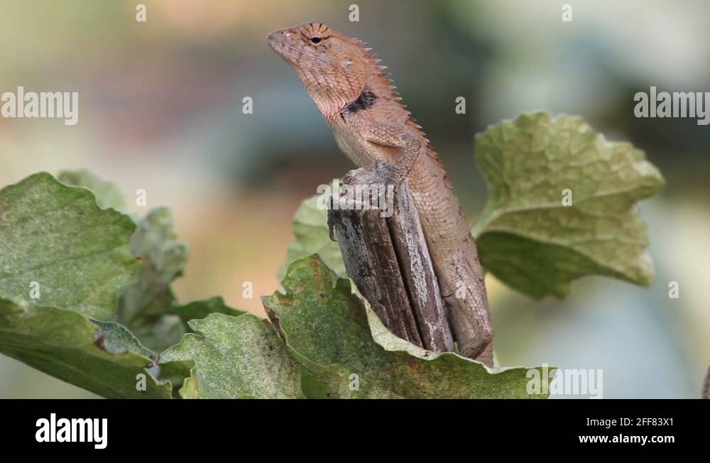 Dragon leaf Stock Videos & Footage - HD and 4K Video Clips - Alamy