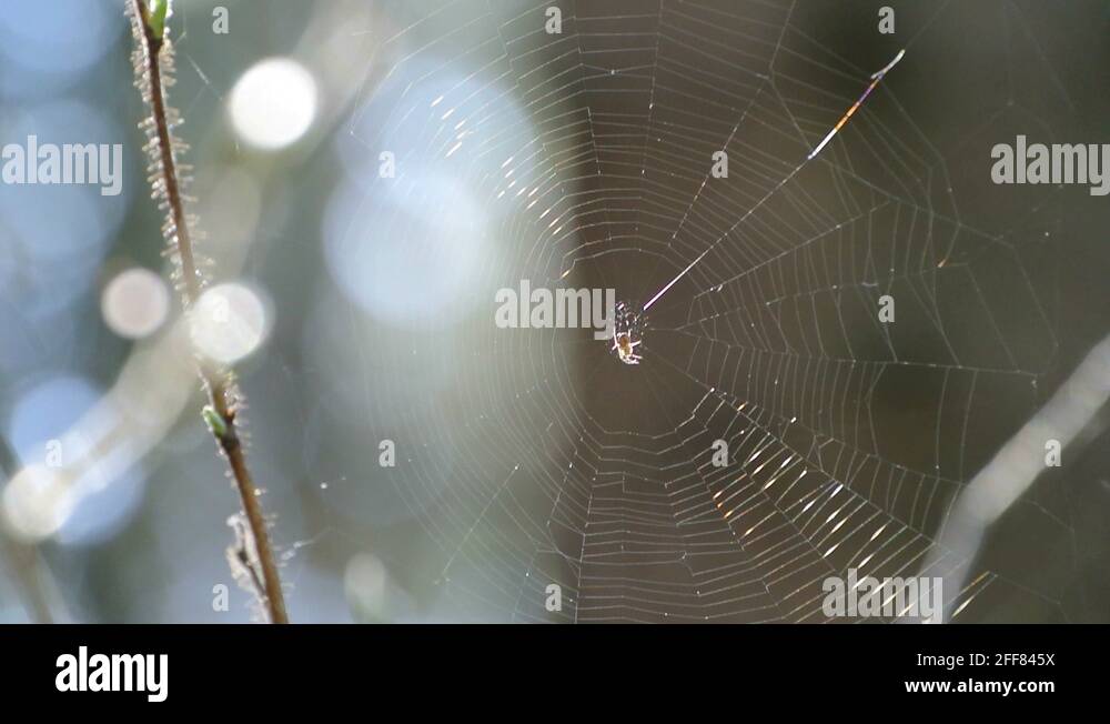 Spider back pattern Stock Videos & Footage - HD and 4K Video Clips - Alamy