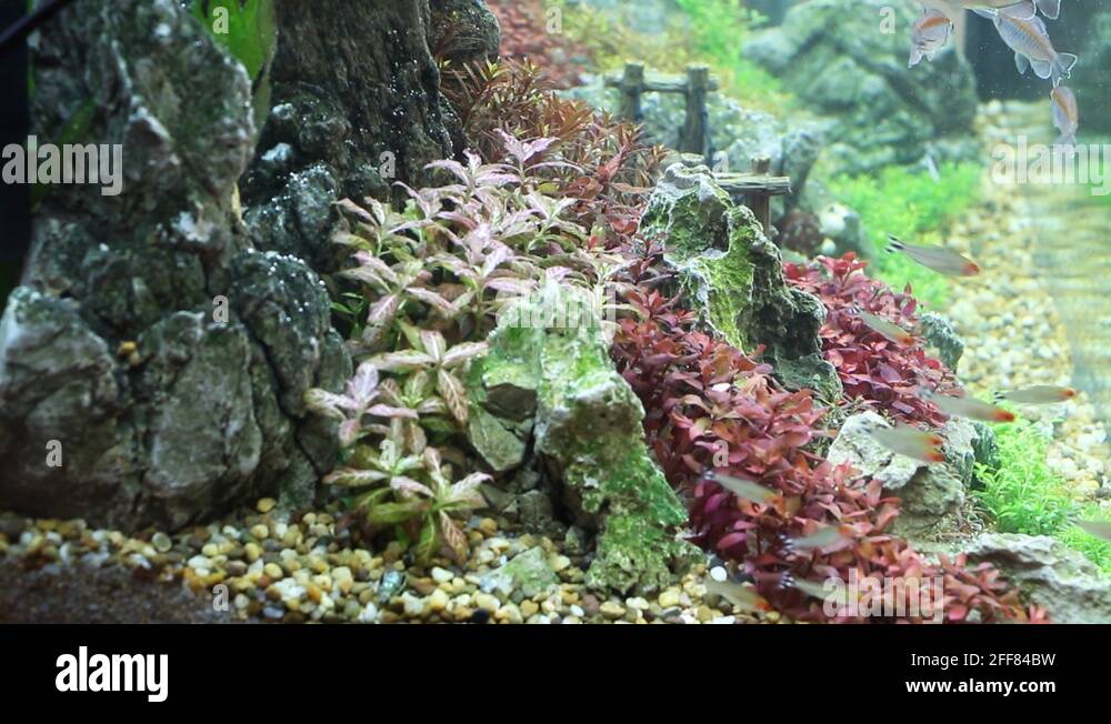 Beautiful aquarium Stock Videos & Footage - HD and 4K Video Clips - Alamy