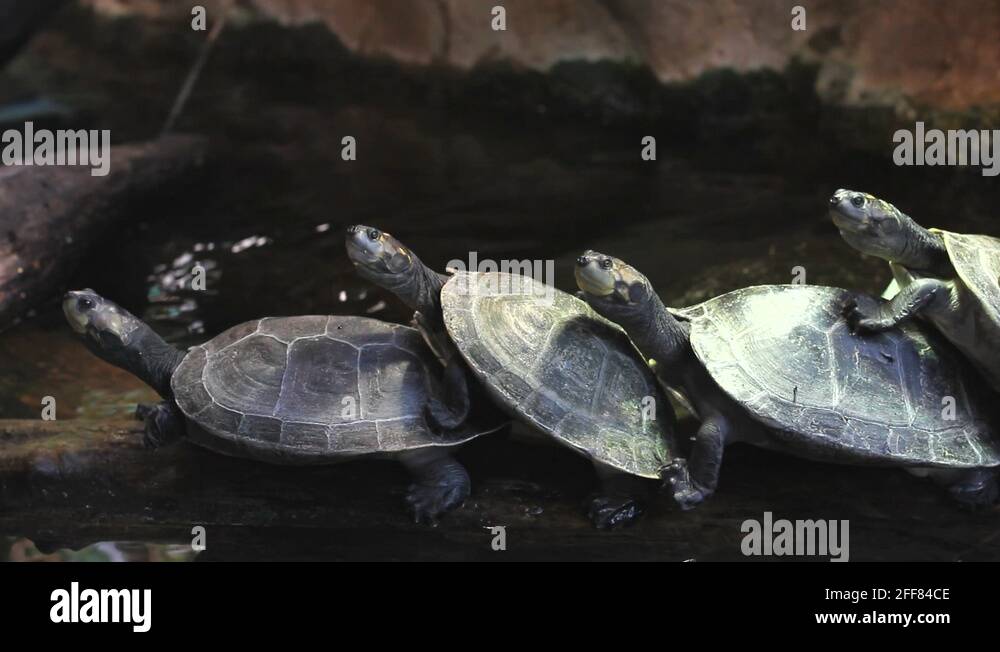 Family of tortoises resting Stock Video Footage - Alamy