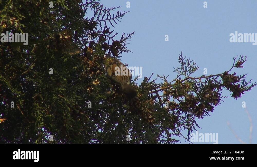 Small bird eating seeds Stock Videos & Footage - HD and 4K Video Clips ...