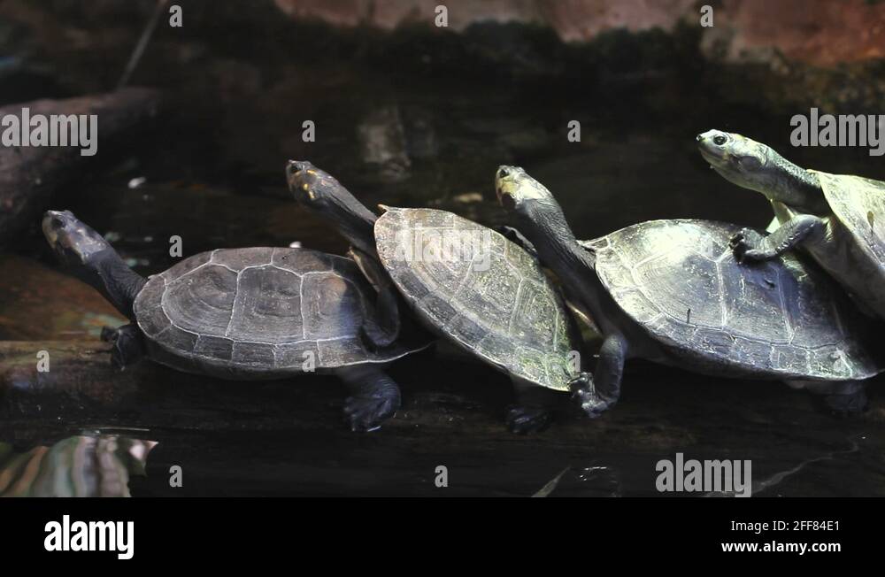 Family of turtles Stock Videos & Footage - HD and 4K Video Clips - Alamy