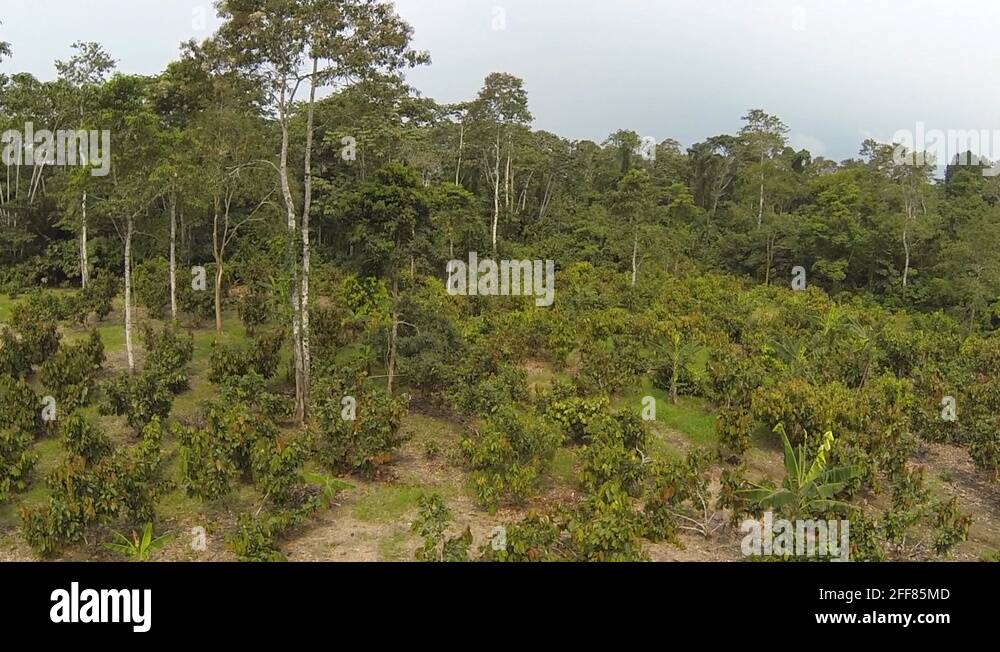 Primary plantation Stock Videos & Footage - HD and 4K Video Clips - Alamy