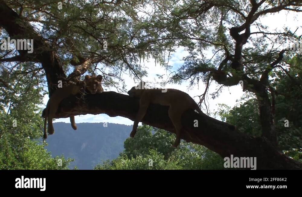 Tree drape Stock Videos & Footage - HD and 4K Video Clips - Alamy