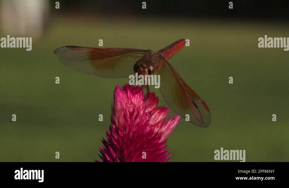 India flower pollination Stock Videos & Footage - HD and 4K Video Clips ...