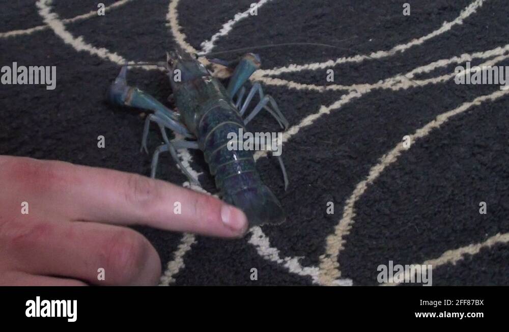 Lobster Walking Away from Camera and Size Comparison to Hand Stock ...