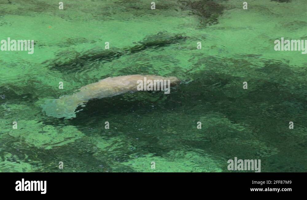 Manatee surface Stock Videos & Footage - HD and 4K Video Clips - Alamy