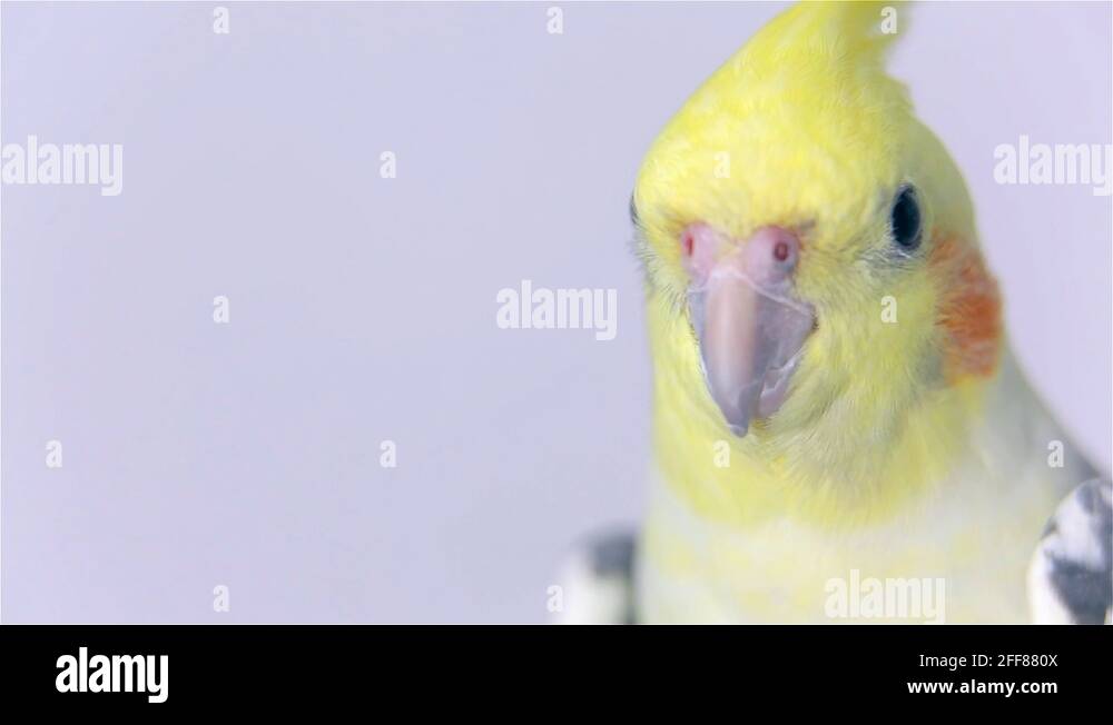 Close up cockatiel Stock Videos & Footage - HD and 4K Video Clips - Alamy