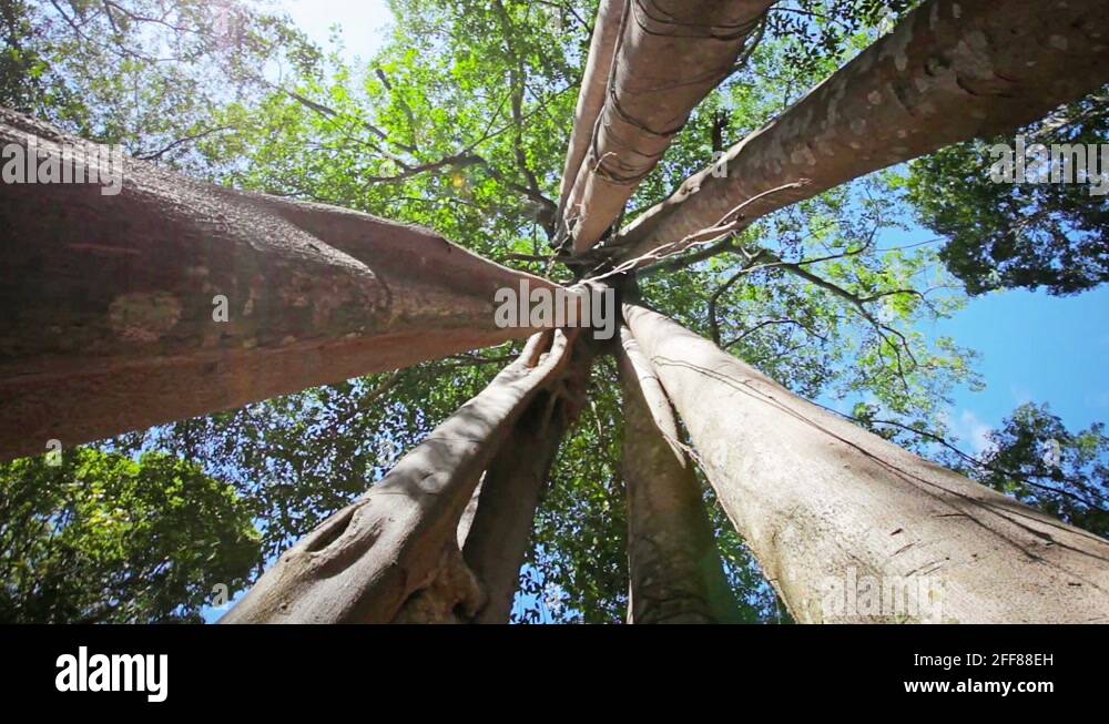 Multiple trunks tree Stock Videos & Footage - HD and 4K Video Clips - Alamy