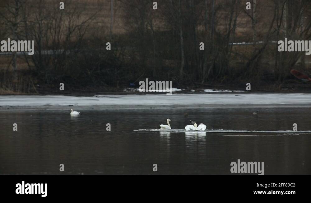 Mute swan chasing Stock Videos & Footage - HD and 4K Video Clips - Alamy