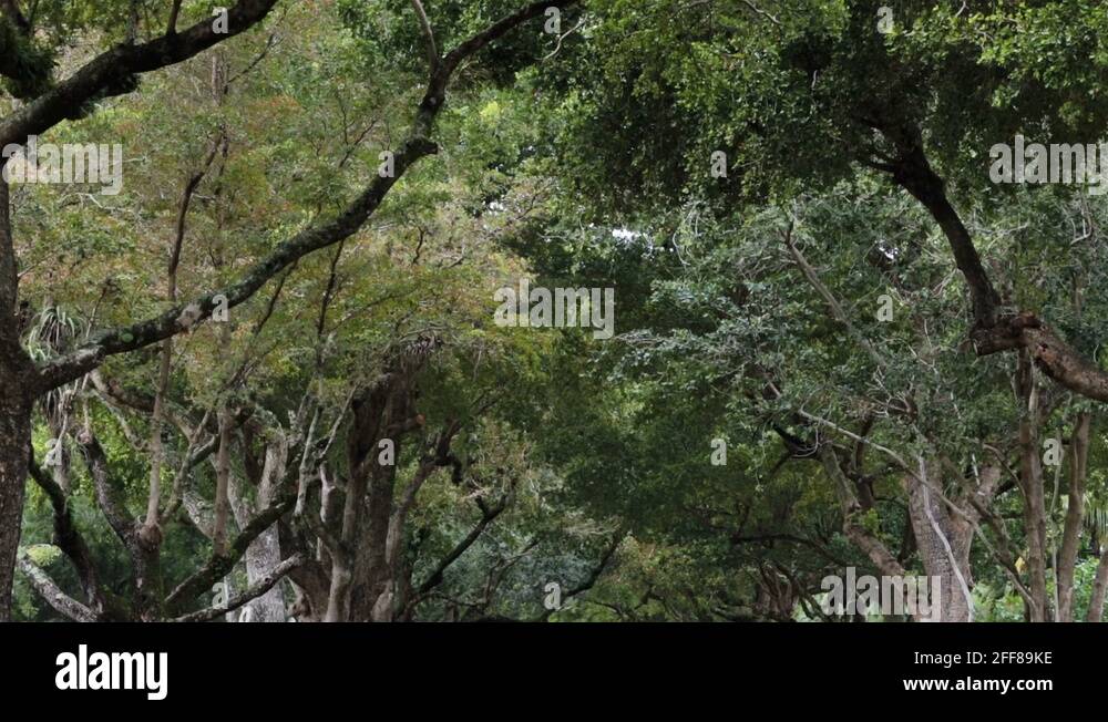 Neighborhood tree canopy Stock Videos & Footage - HD and 4K Video Clips ...