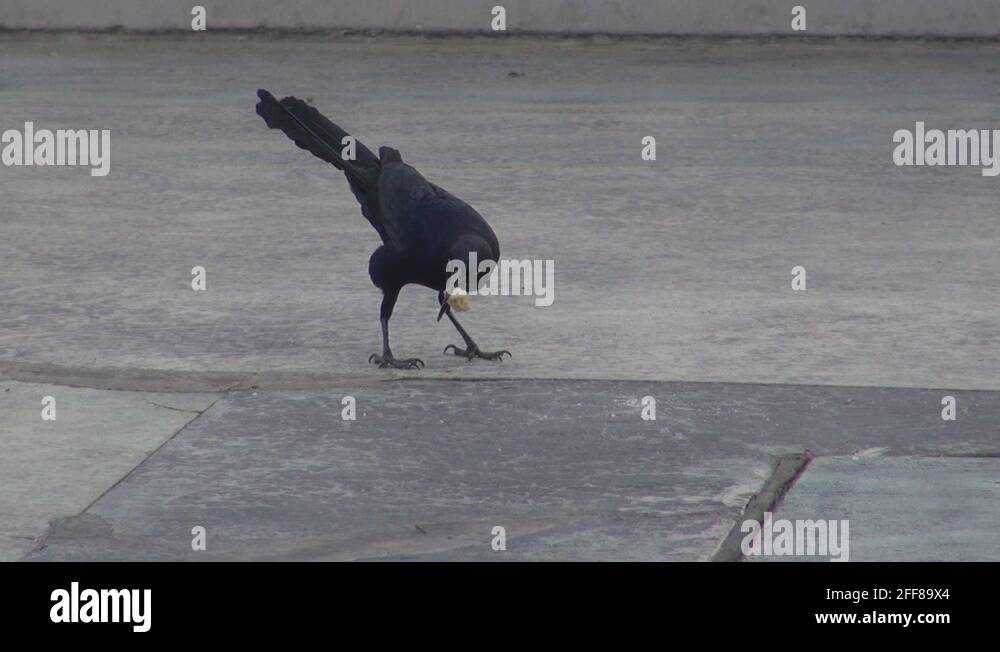 Predator wild wildlife Stock Videos & Footage - HD and 4K Video Clips ...