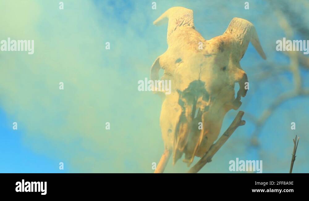 Creepy goat Stock Videos & Footage - HD and 4K Video Clips - Alamy