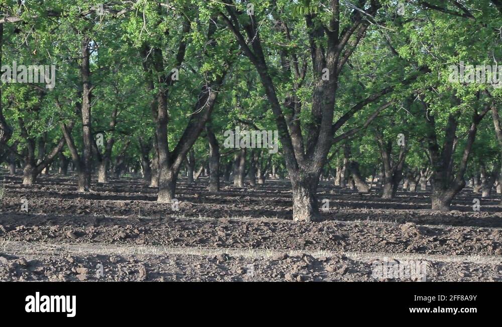 Pecan nut trees Stock Videos & Footage - HD and 4K Video Clips - Alamy